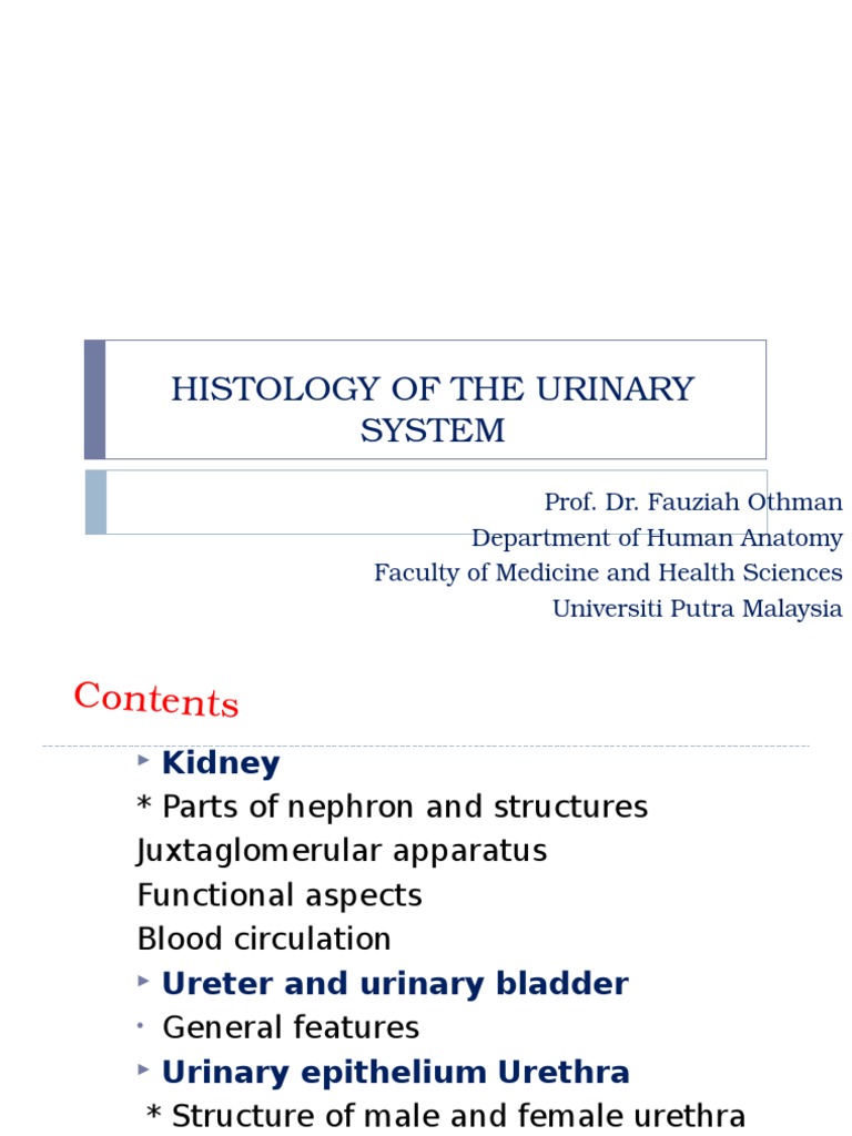 Histology of Urinary System | PDF | Kidney | Urinary System