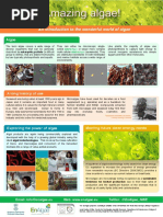 Understanding Forest Stratification Layers | PDF | Canopy (Biology) | Trees