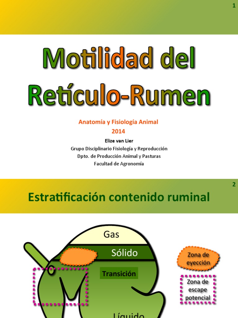 23 2motilidad Reticulo Rumen | PDF | Rumiante | Biología