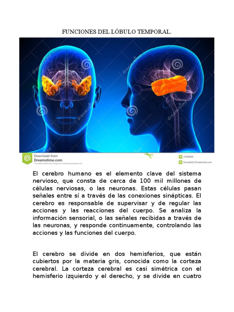 Las importantes funciones del lóbulo temporal: el habla, la memoria, la ...