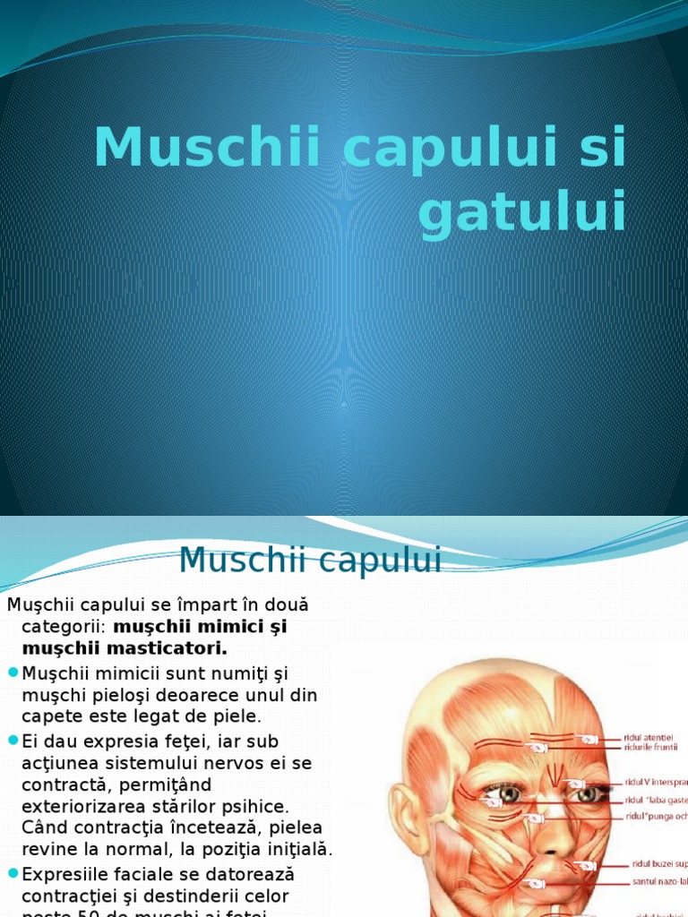 Muschii Capului Si Gatului