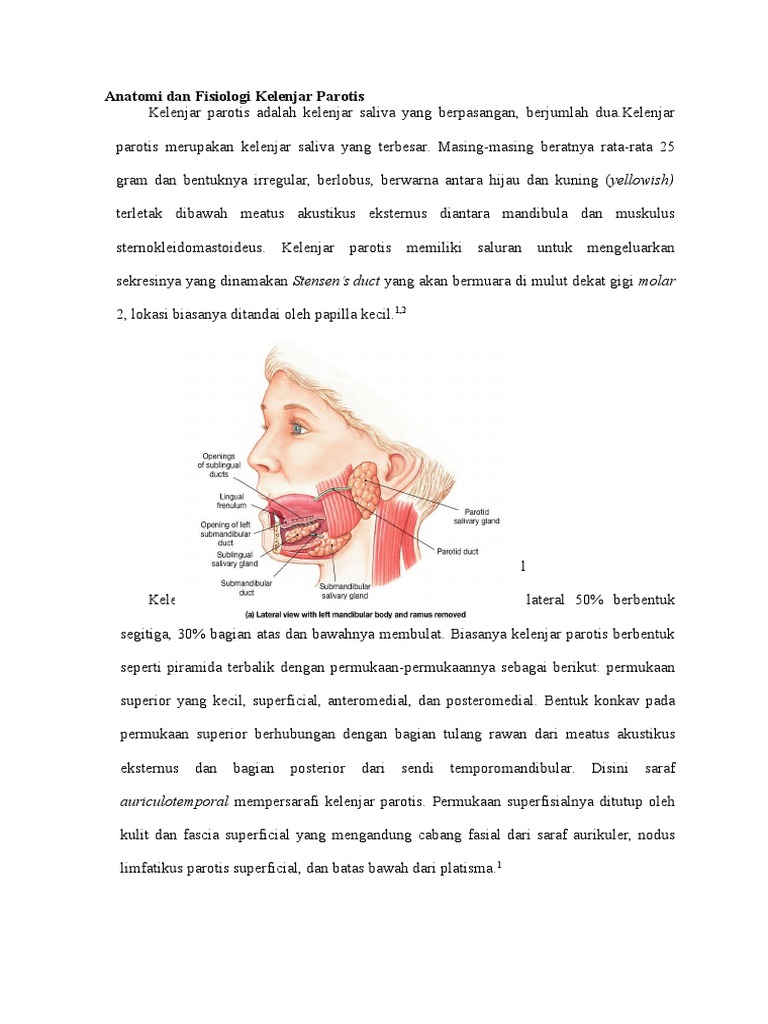 Anatomi Kelenjar Parotis | PDF | Kesehatan Holistik