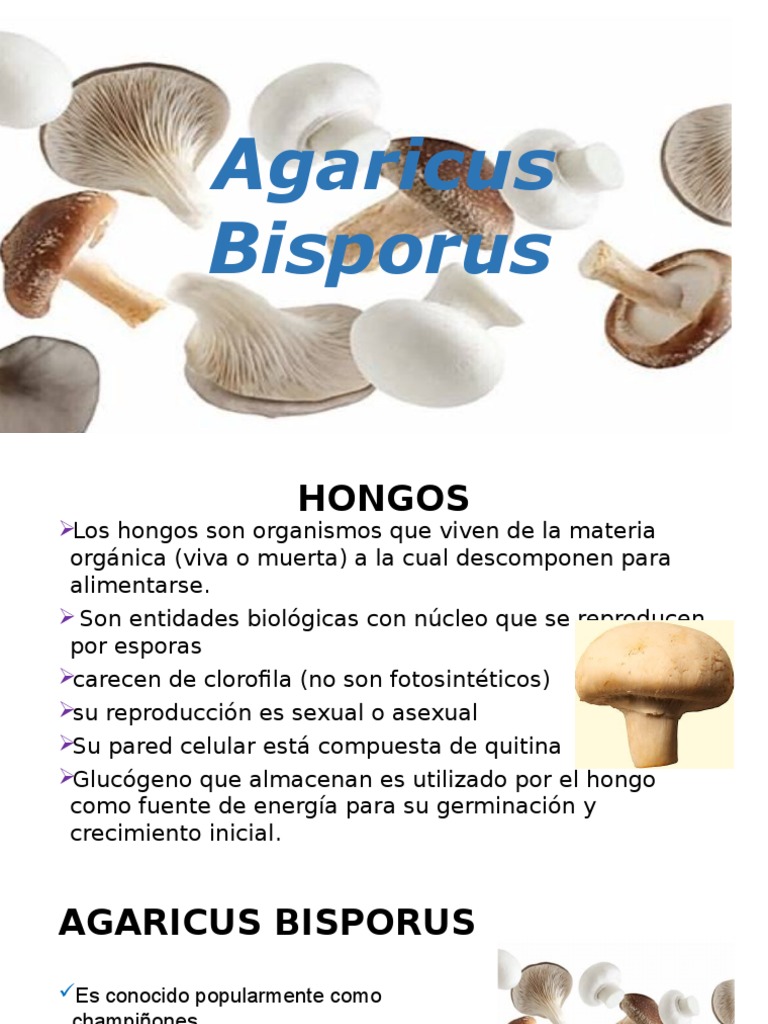 Agaricus Bisporus | PDF | Hongo | Organismos