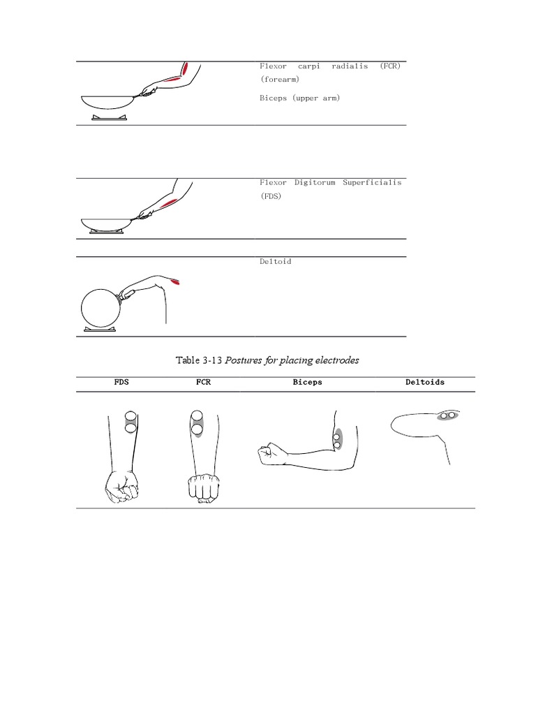 Flexor Carpi Radialis (FCR) (Forearm) Biceps (Upper Arm) | PDF | Soft ...