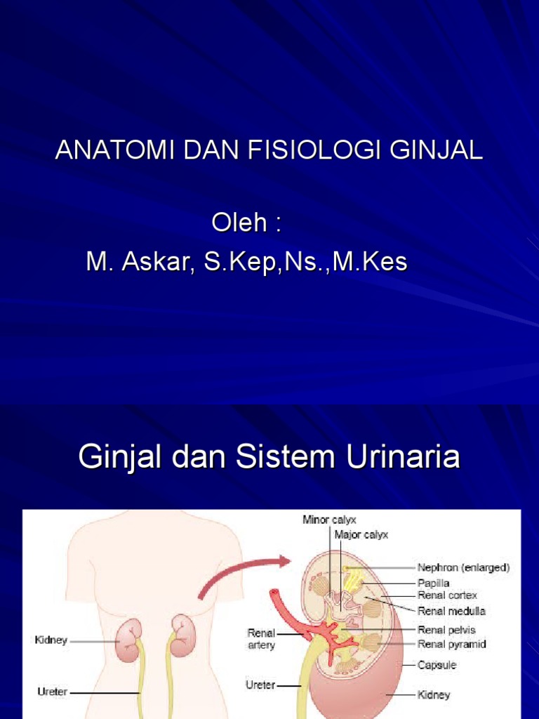 Anatomi Dan Fisiologi Ginjal 1 | PDF | Sains & Matematika