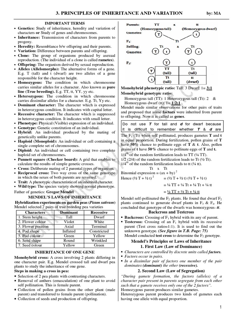 Principle of Inheritance Notes | PDF | Dominance (Genetics) | Allele