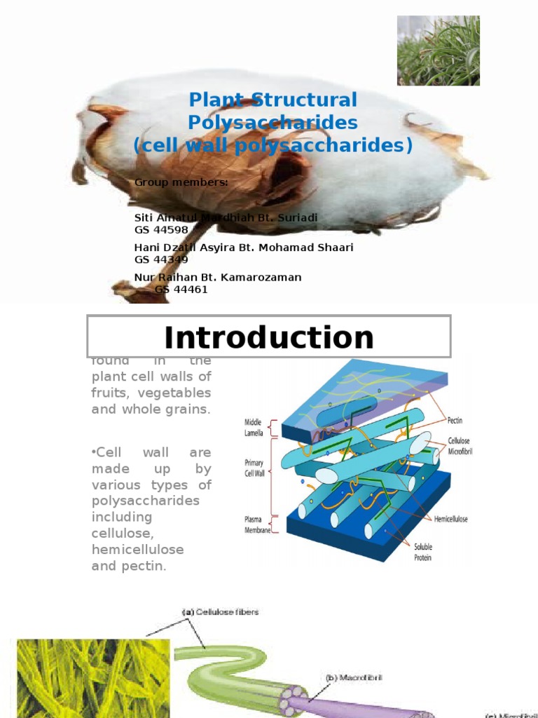 Plant Structural Polysaccharides (Cell Wall Polysaccharides) | PDF