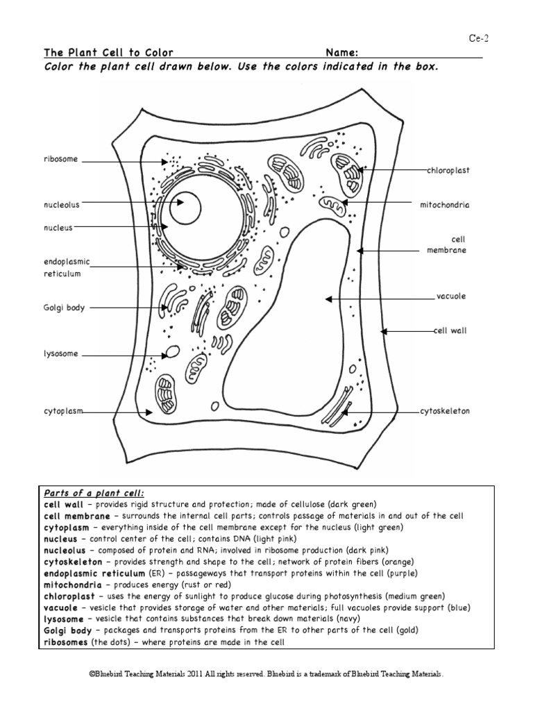 Plant Cell Color Page Worksheet and Quiz Ce | PDF | Endoplasmic ...