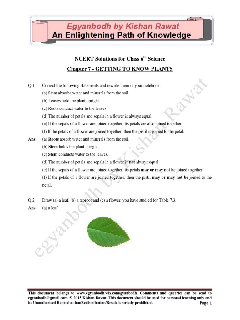 Class 6 Science: Understanding Plants | PDF | Petal | Flowers