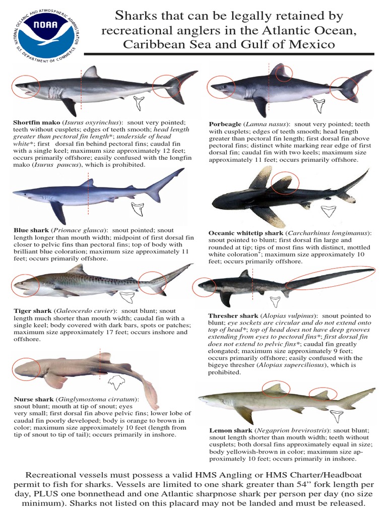 Atlantic Recreational Shark Fishing Guide | PDF | Sharks | Vertebrates