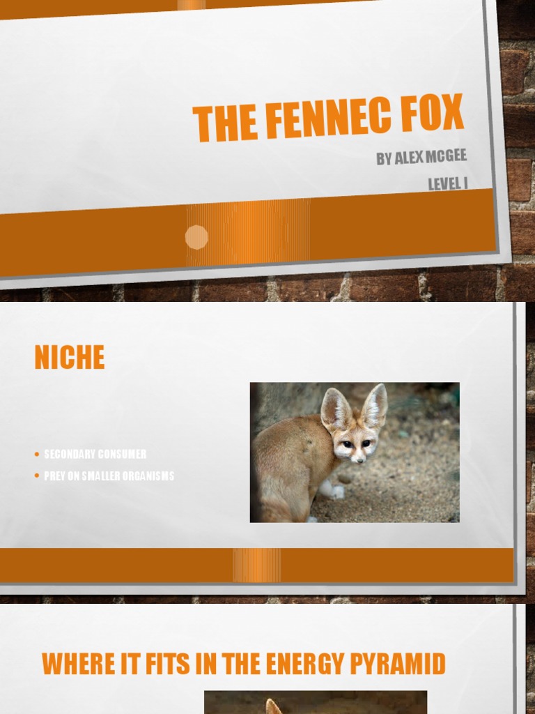 Fennec Fox: Desert Survivor Guide | PDF