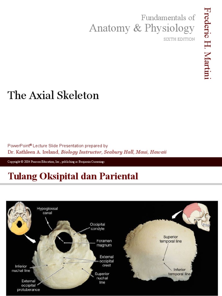 Anatomy & Physiology: The Axial Skeleton | PDF | Human Anatomy ...