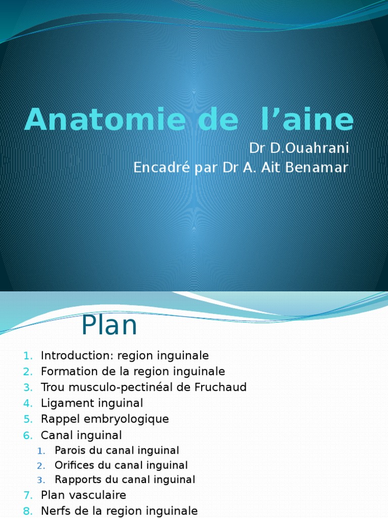 Anatomie de l'Aine et Canal Inguinal | PDF | Péritoine | Vaisseau sanguin