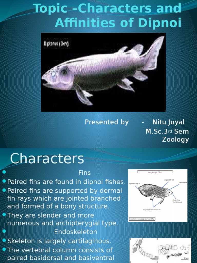 Topic - Characters and Affinities of Dipnoi | PDF | Gill | Lung