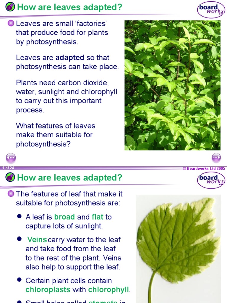 Leaf and Minerals | PDF | Plant Nutrition | Photosynthesis