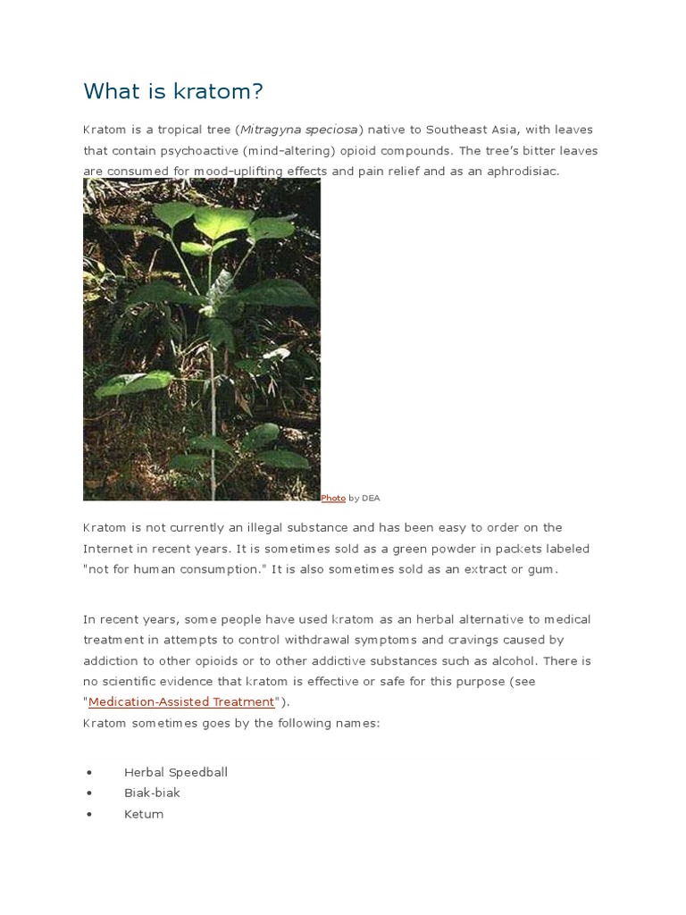 What Is Kratom?: Medication-Assisted Treatment | PDF | Opioid ...