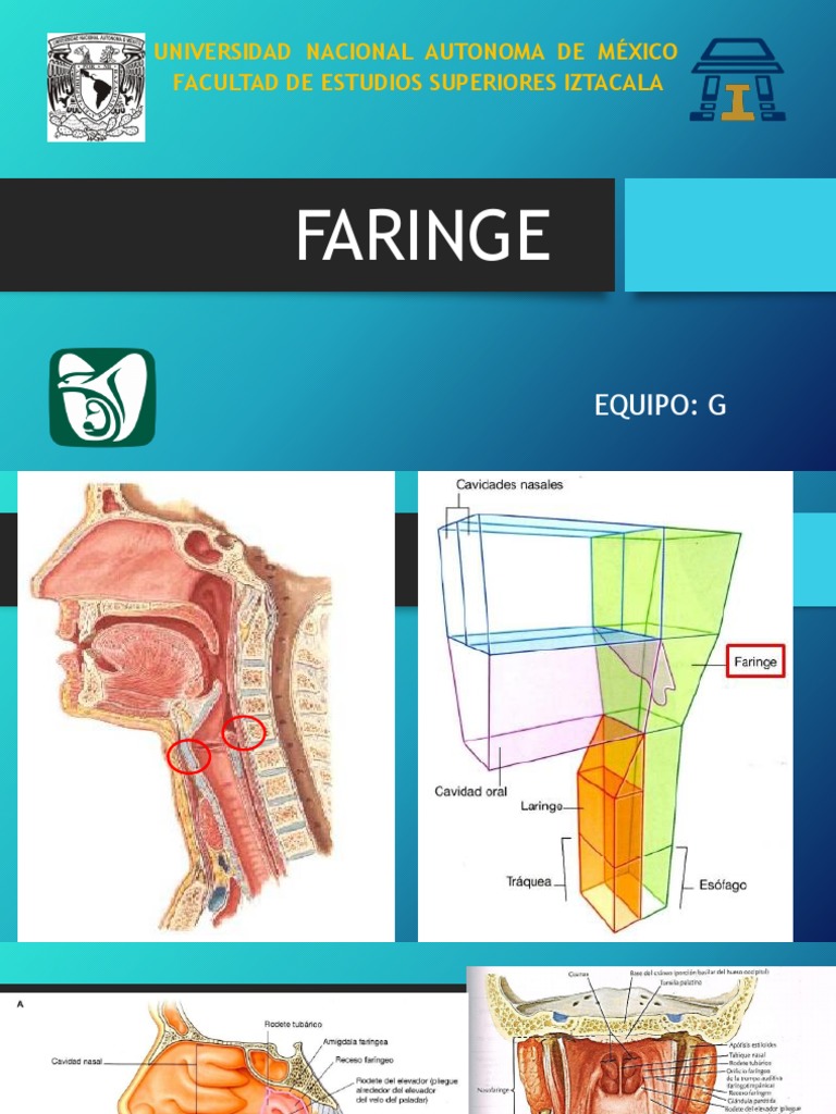 Estructura y Función de la Faringe | PDF | Linfocitos | Anatomía