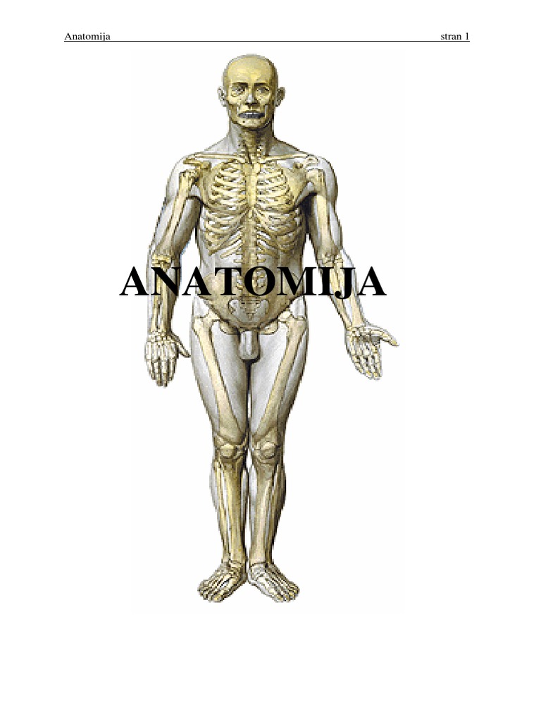 Ulj ZDF Zn1 Afp Sno Anatomija Skripta 01 | PDF