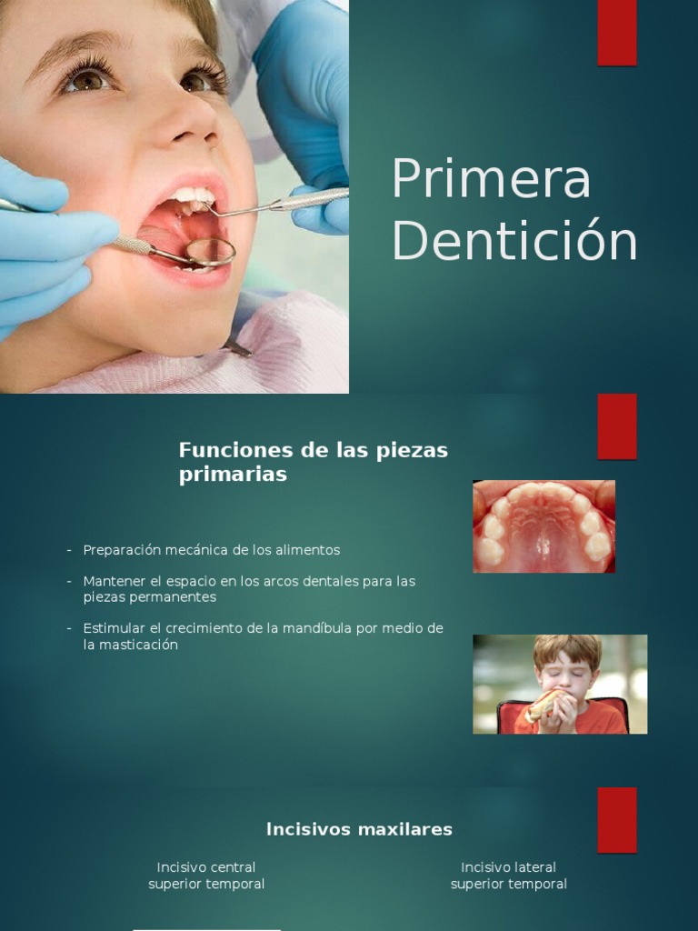 Dentición Primaria | PDF | Diente | Ramas de Odontología