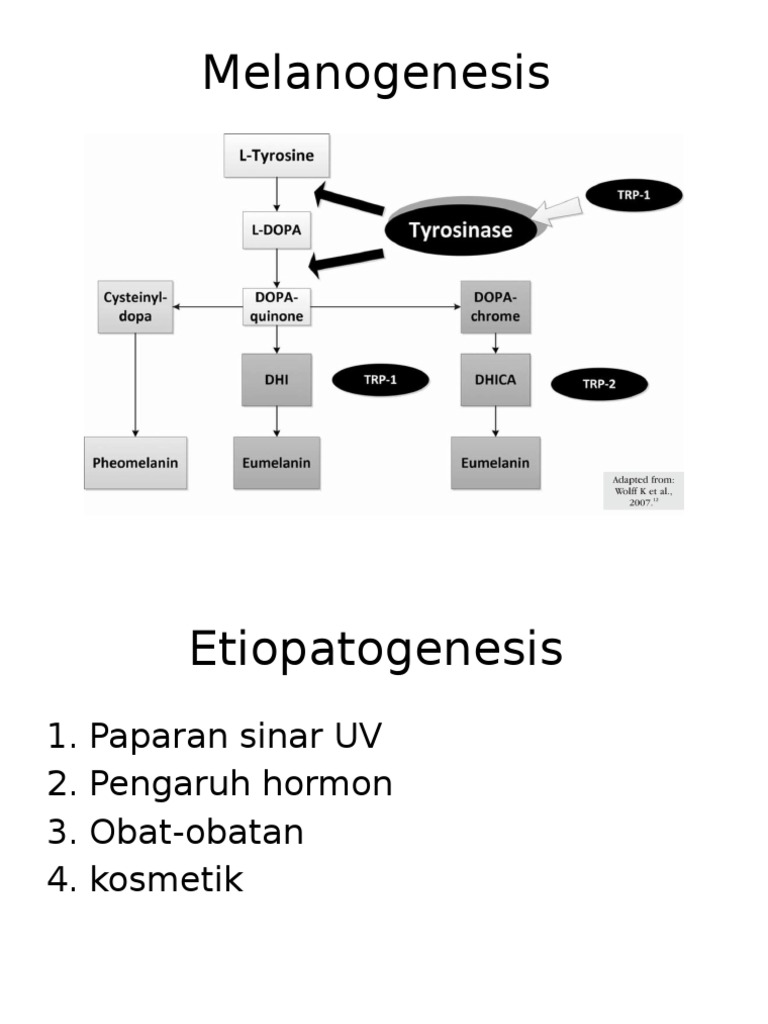 Melanogenesis | PDF