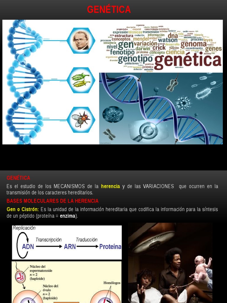 7. GENÉTICA.pptx | Dominancia (Genética) | Tipo de sangre
