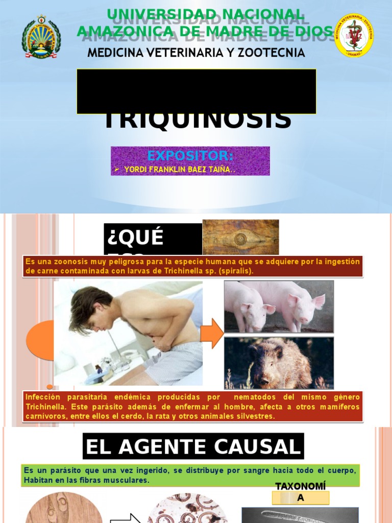 Triquinosis | PDF | Enfermedades y trastornos | Especialidades Medicas