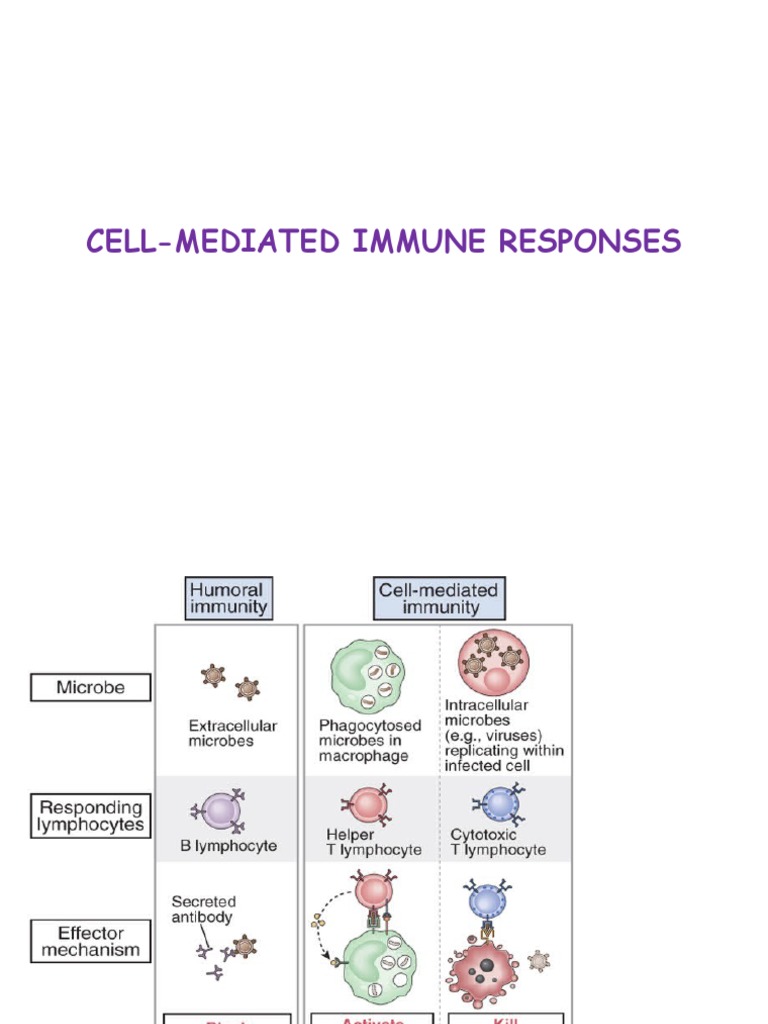 Cell-Mediated Immune Responses8 | PDF | T Cell | T Helper Cell