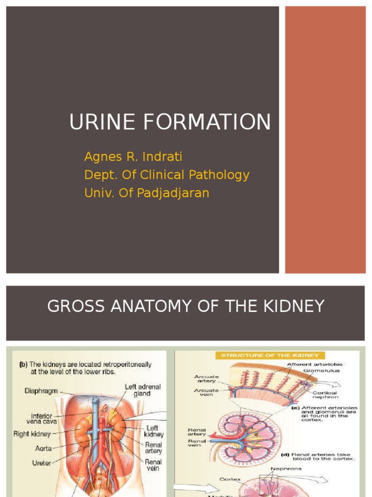 Urine Formation | Kidney | Organ (Anatomy)