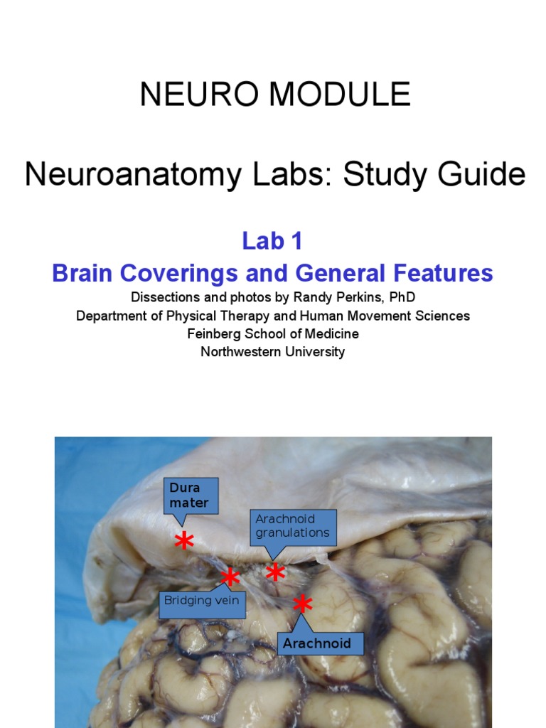 Neuro Module Neuroanatomy Labs: Study Guide: Lab 1 Brain Coverings and ...