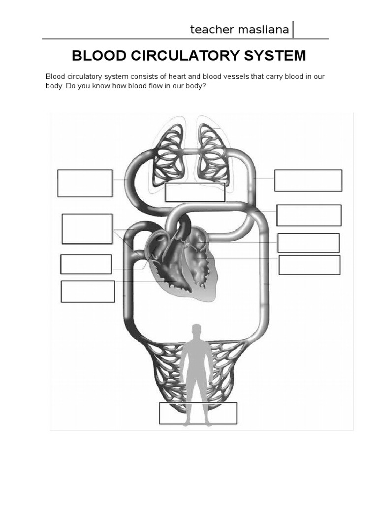 Blood Circulatory System: Teacher Masliana | PDF