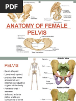 Female Pelvis Diameters Explained | PDF