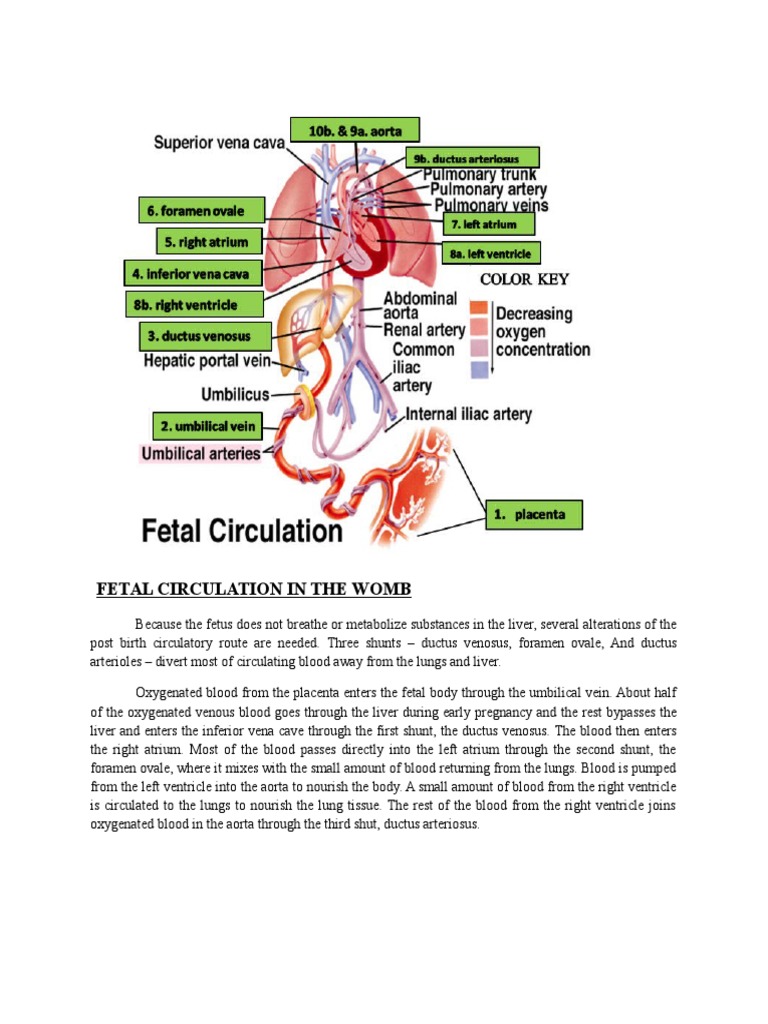 Fetal Circulation in The Womb | PDF