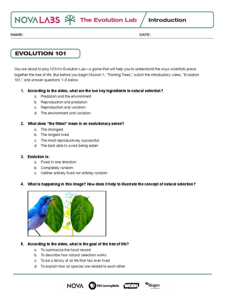 Nova Evolution Lab Worksheets | PDF | Hominini | Homo