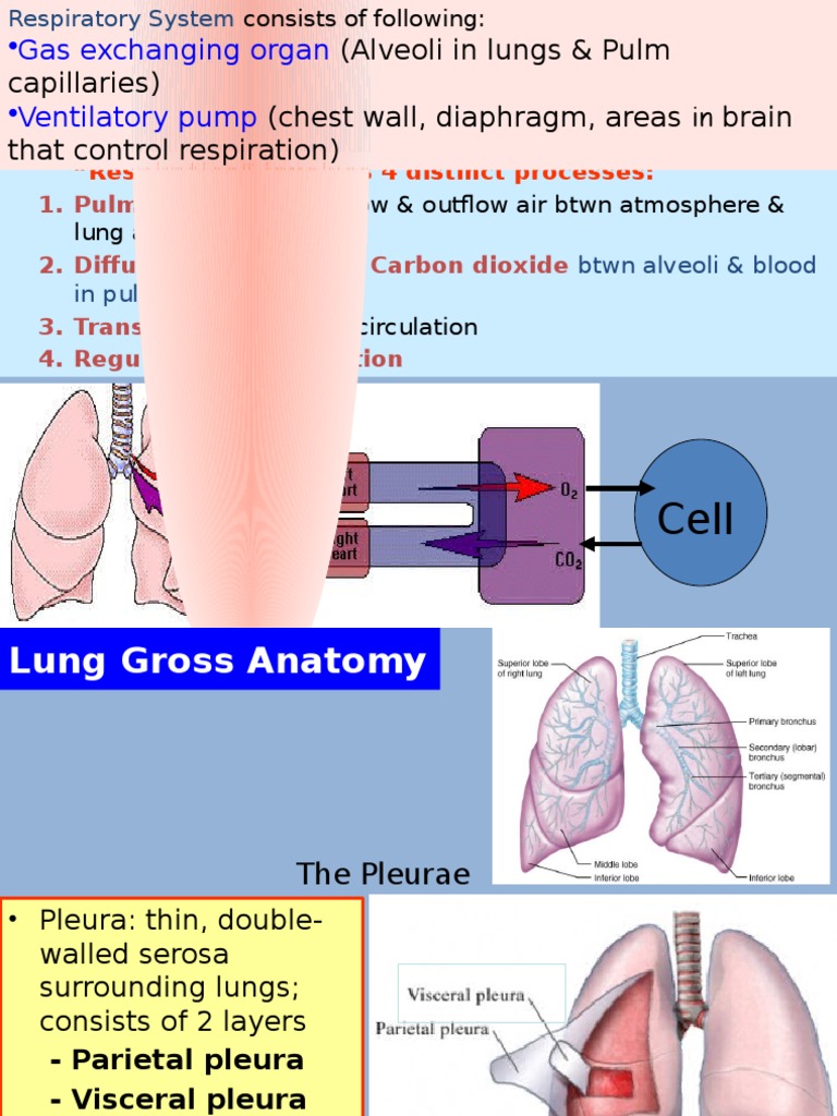 FINAL PHYSIO.pptx | Lung | Exhalation