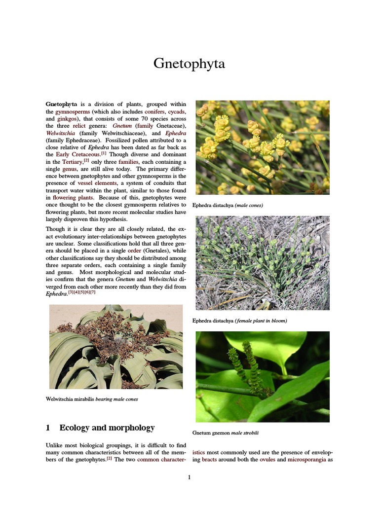 Gnetophyta | PDF | Botany | Taxonomy (Biology)