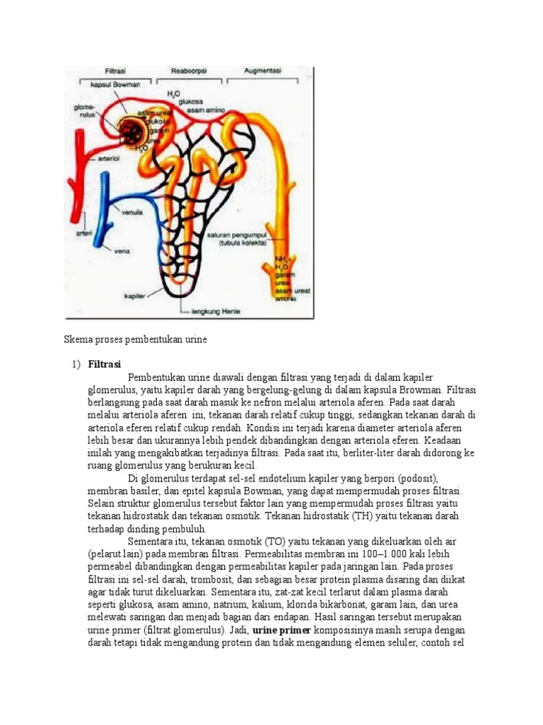 Skema Proses Pembentukan Urine | PDF