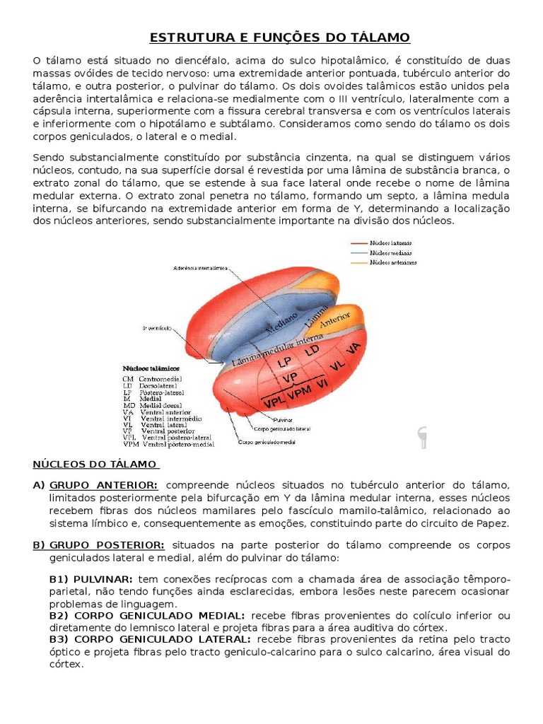 Funções e Estrutura do Tálamo | PDF | Tálamo | Hipotálamo