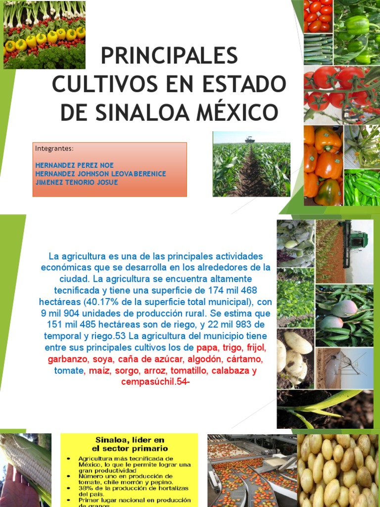 Principales Cultivos en Estado de Sinaloa México [Autoguardado] | Riego ...