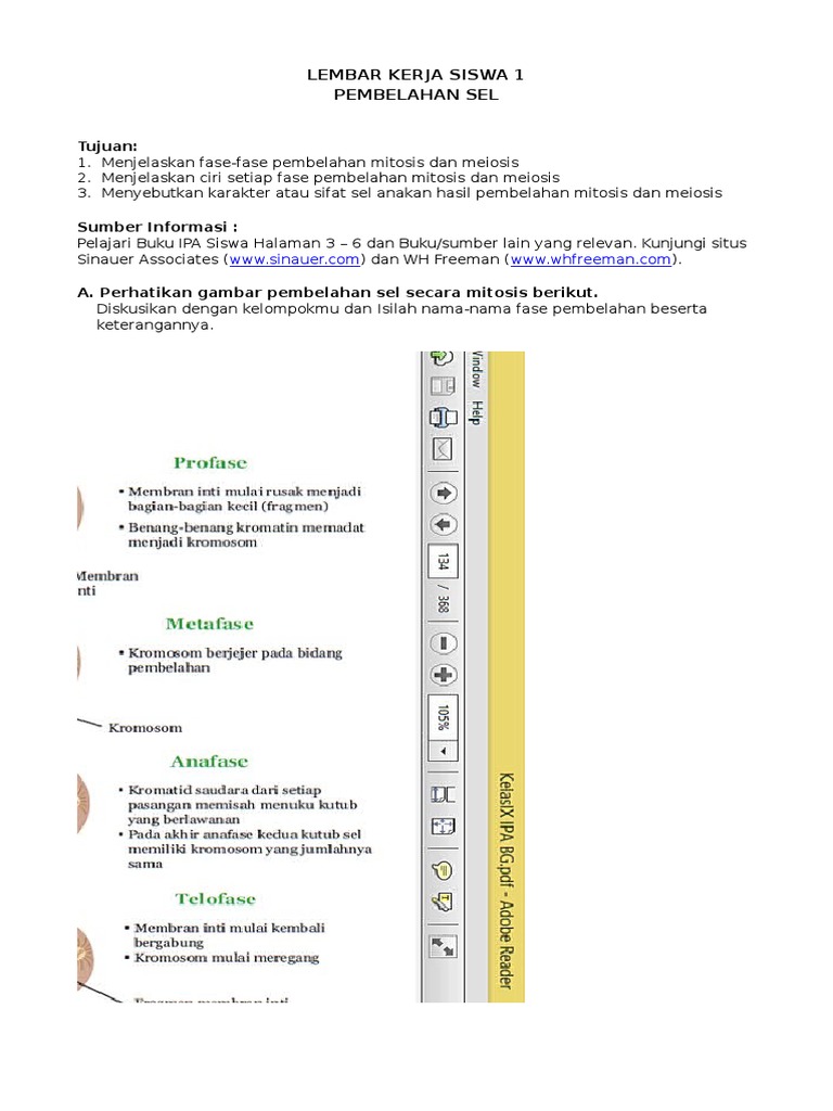 Lks - Pembelahan Sel | PDF