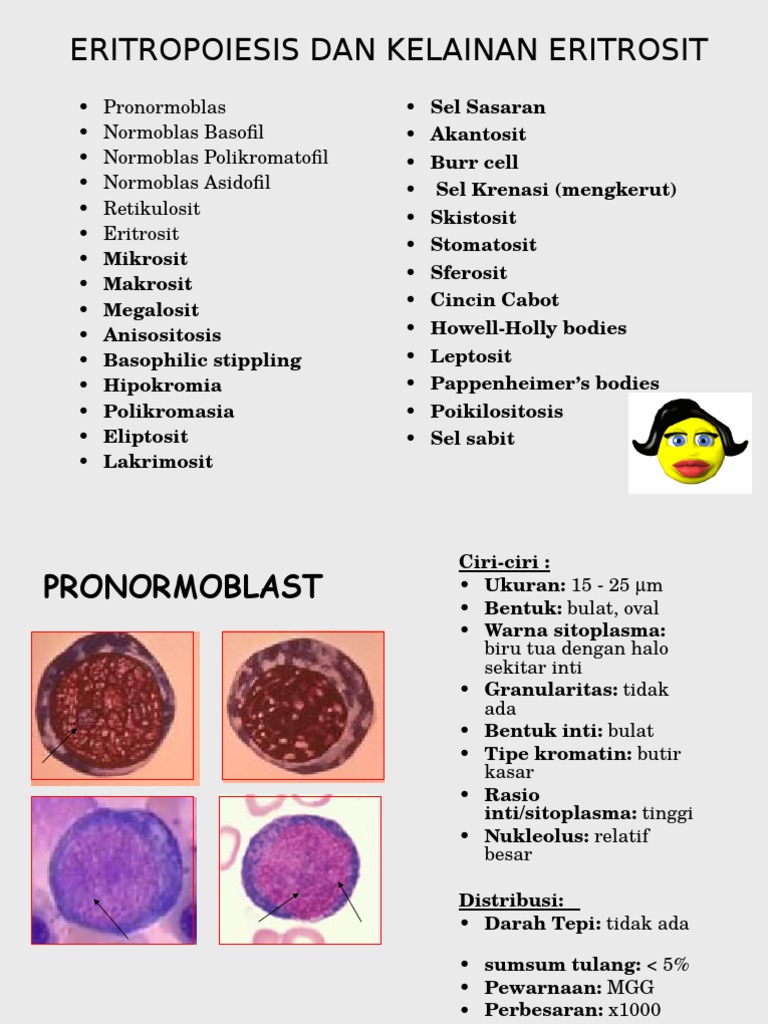 Jenis - Dan - Bentuk - Eritrosit - PPT Filename - UTF-8''Jenis Dan ...