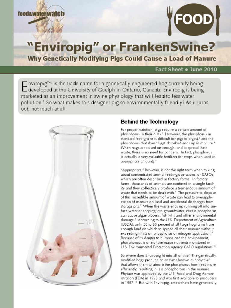 "Enviropig" or FrankenSwine? Why Genetically Modifying Pigs Could Cause ...