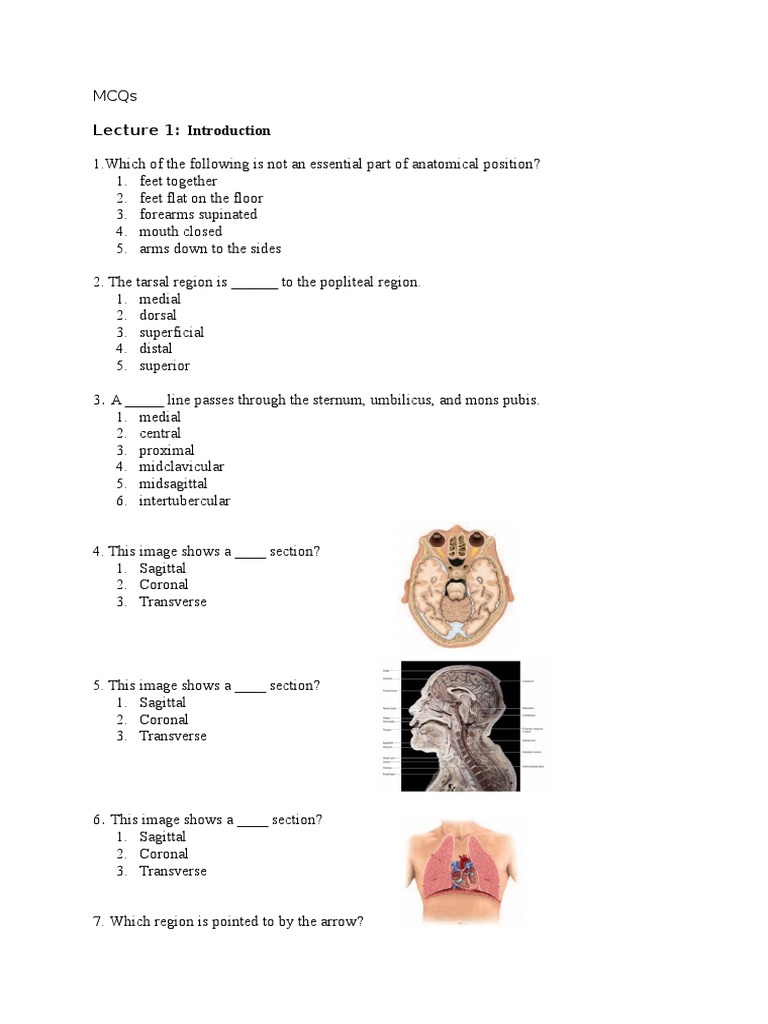 Anatomy MCQs | Kidney | Neuron