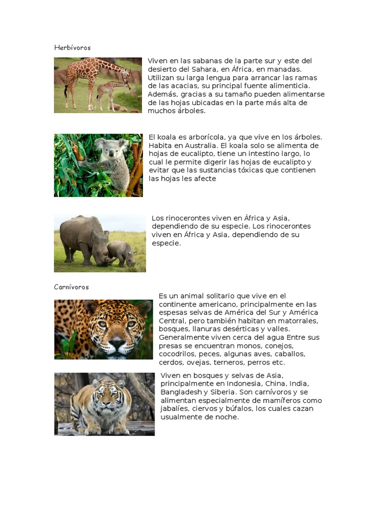 Animales | PDF | Américas | Rinoceronte