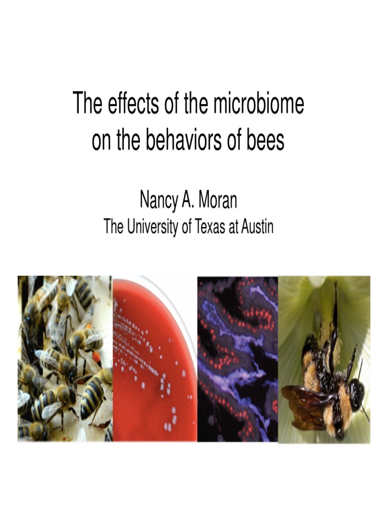 Nancy Moran - Effects of The Microbiome On The Behavior of Bees | PDF ...