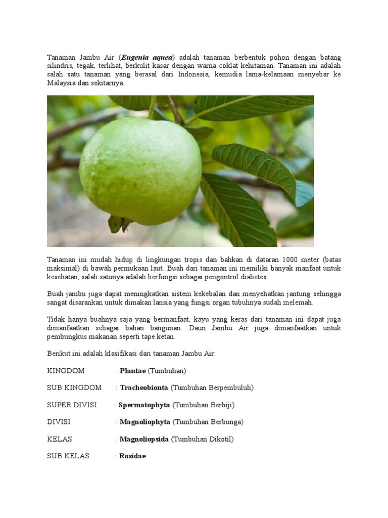Tanaman Jambu Air | PDF