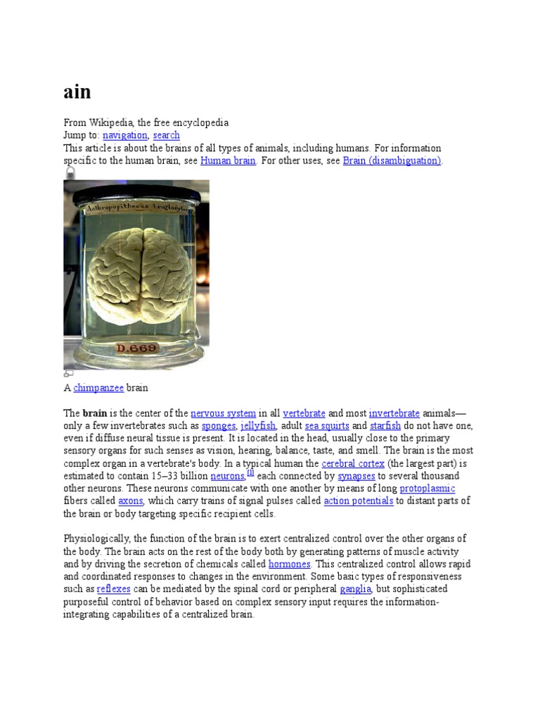 Navigation Search Human Brain Brain (Disambiguation) | Download Free ...