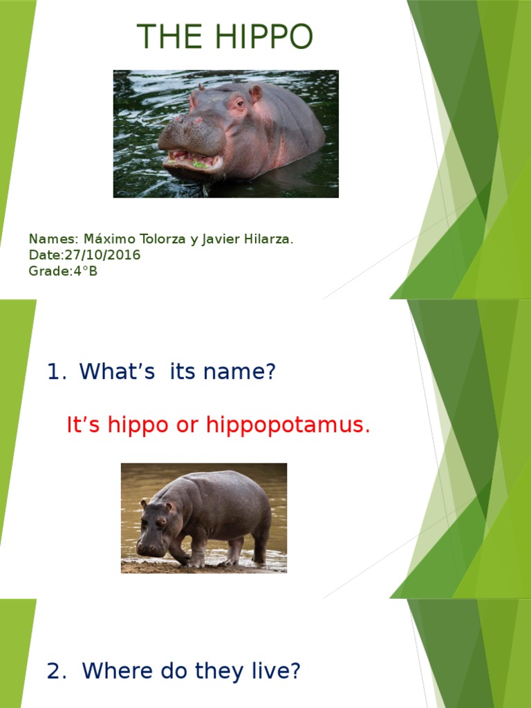 The Hippo: Names: Máximo Tolorza y Javier Hilarza. Date:27/10/2016 ...