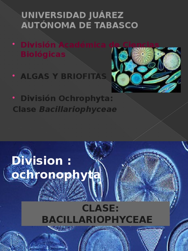 Clase Bacillariophyceae (Diatomeas) | Algas | Reproducción
