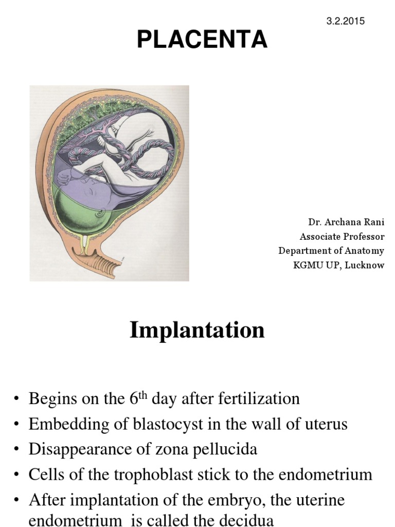 Placenta 4 2 15 | PDF | Placenta | Implantation (Human Embryo)