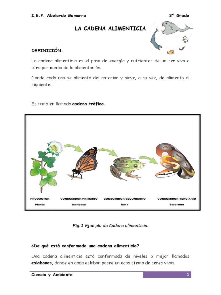 La Cadena Alimenticia | Ecología de sistemas | Ecología